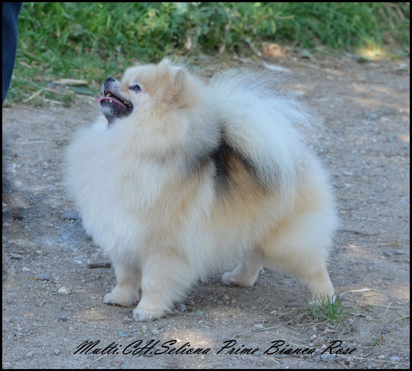 Chien Spitz allemand CH. seliona prime bianca rose
