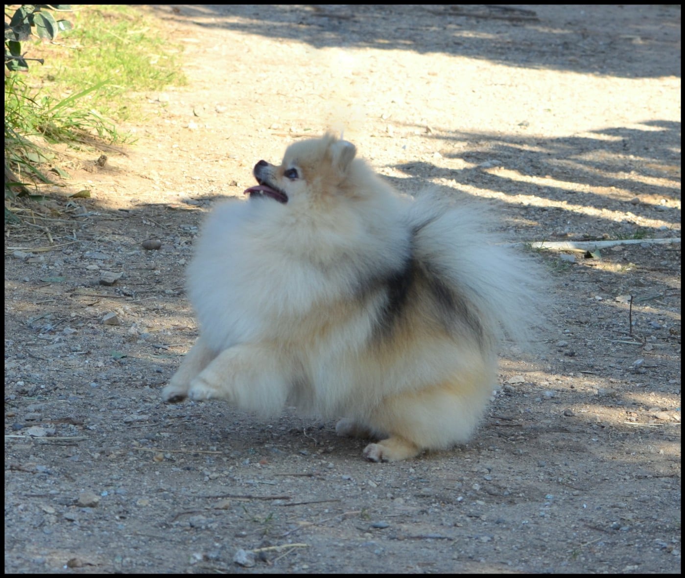 Chien Spitz allemand CH. seliona prime bianca rose