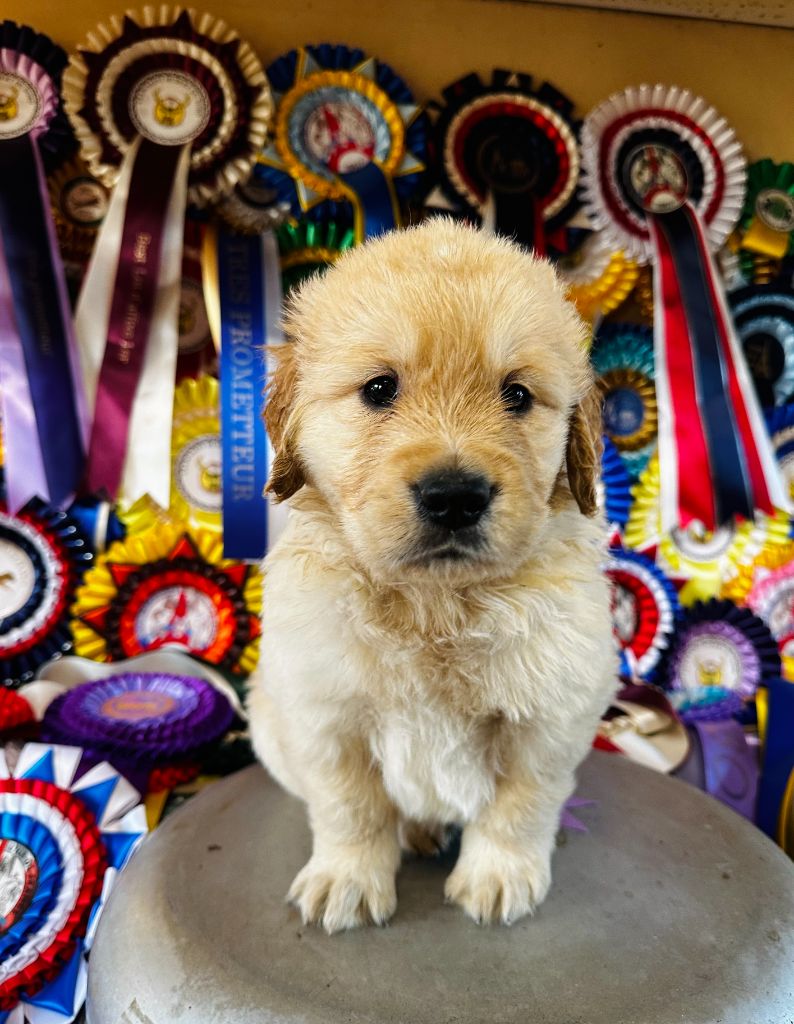 Chiot Golden Retriever - CHIOT Gold Heaven