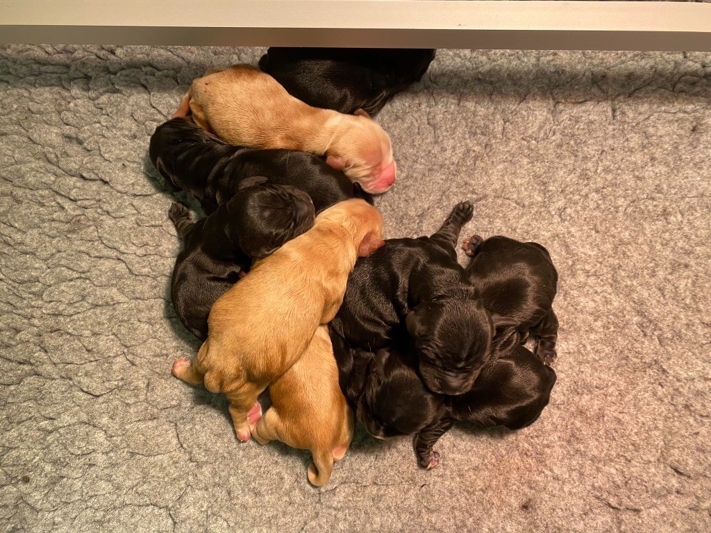 Chiot Cocker Spaniel Anglais - CHIOT Du Royaume D'Unik