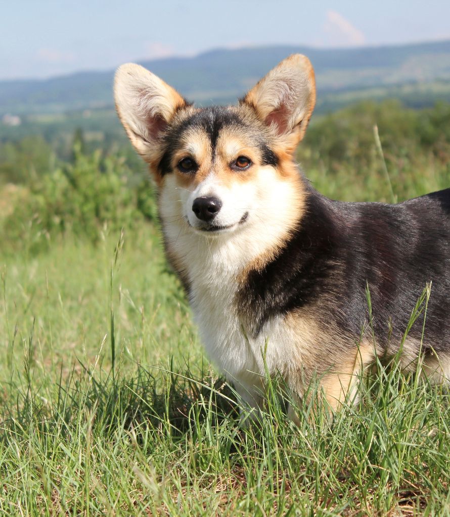 Accueil - Elevage du clan des chaumes - eleveur de chiens Welsh Corgi ...