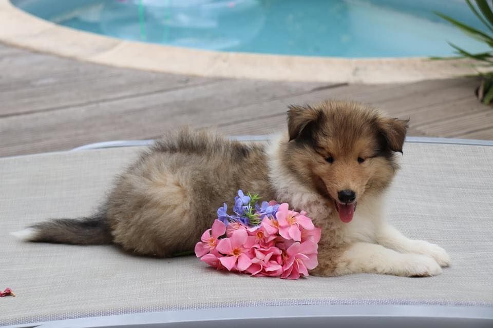 Chiot - Elevage El Sueno De Una Vida Vm - eleveur de chiens Colley à ...