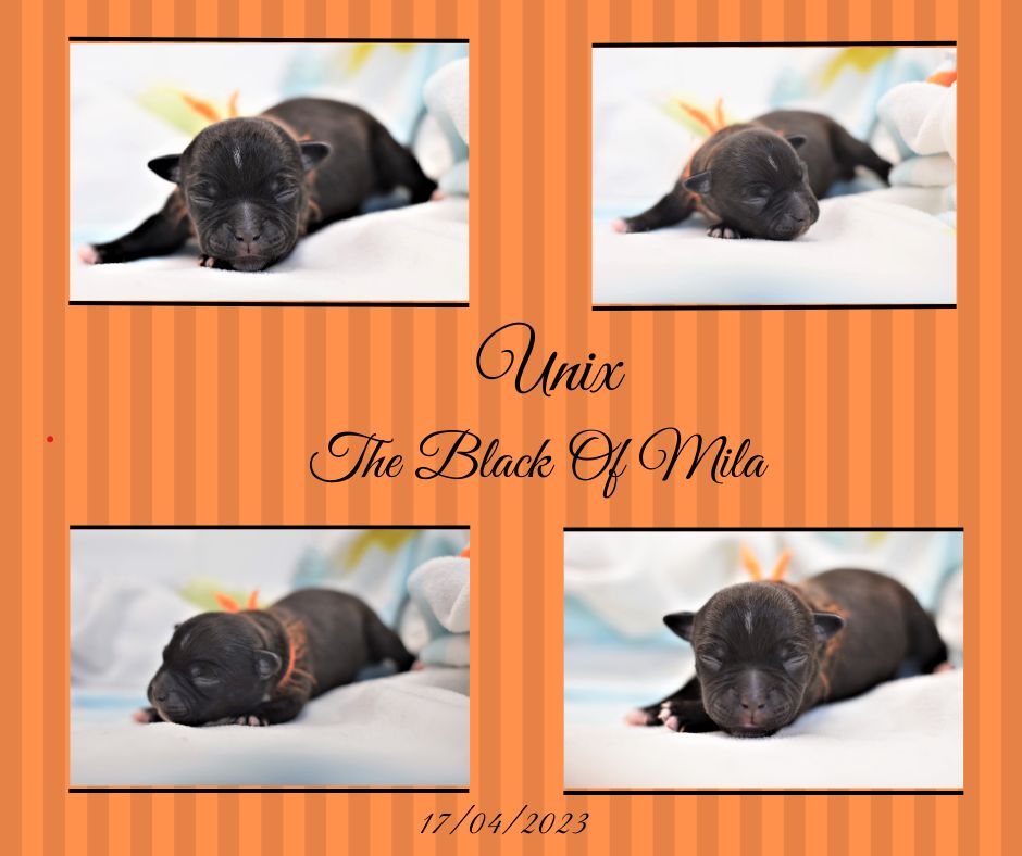 Chiot Staffordshire Bull Terrier - Unix collier orange The Black Of Mila