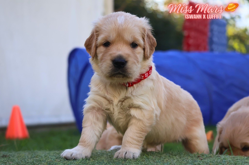 Chiot Golden Retriever - Miss Mars De La Vallée Des Golden D'Or