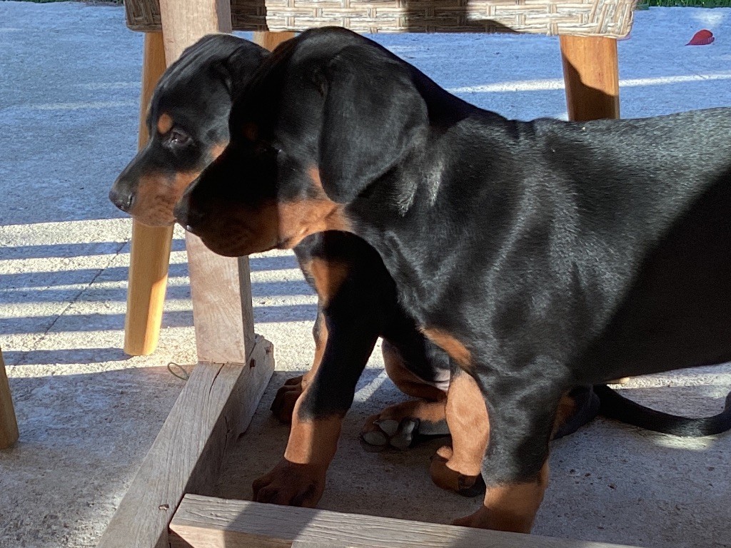 Tous nos chiots à vendre de race Dobermann en France