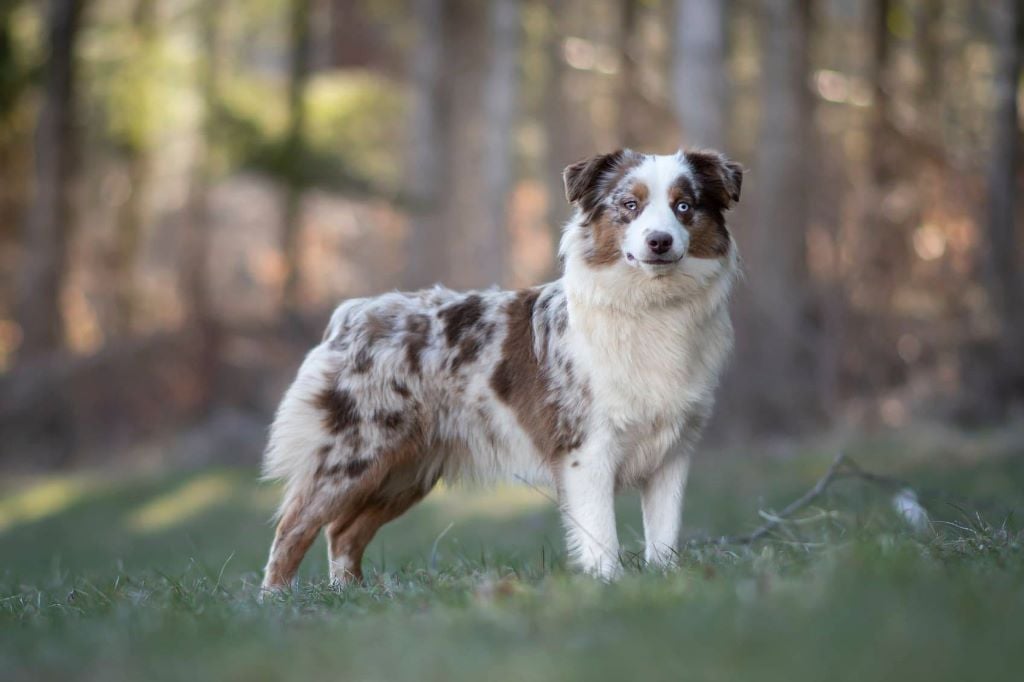 Accueil - Elevage Elodie Bouchet - eleveur de chiens Mini Berger Americain