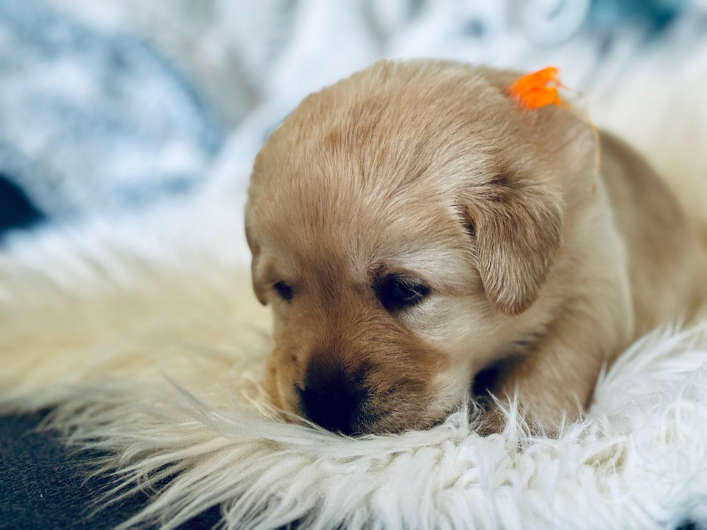 Chiot Labrador Retriever - collier orange De La Haute Chaloupiere