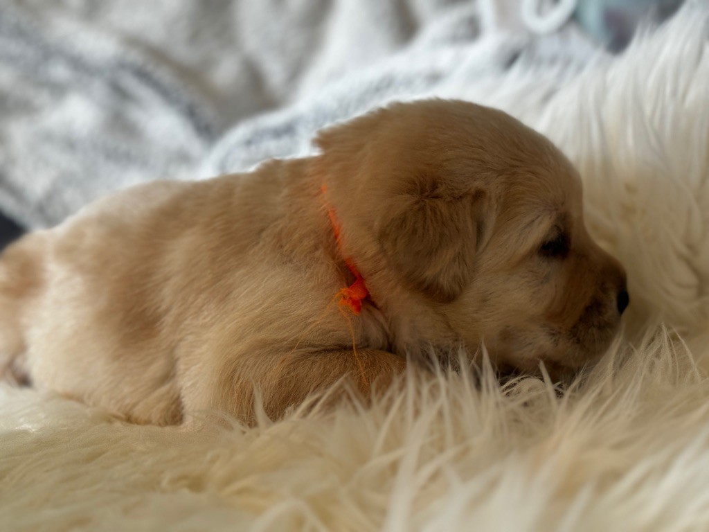 Chiot Labrador Retriever - collier orange De La Haute Chaloupiere