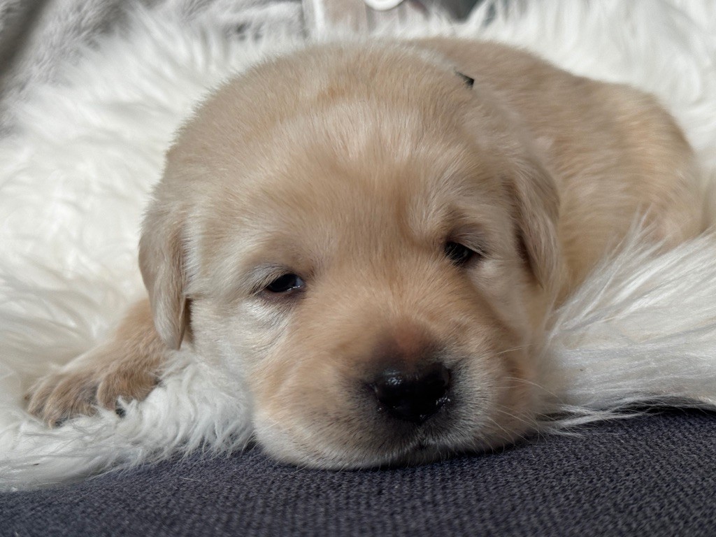 Chiot Labrador Retriever - COLLIER NOIR De La Haute Chaloupiere