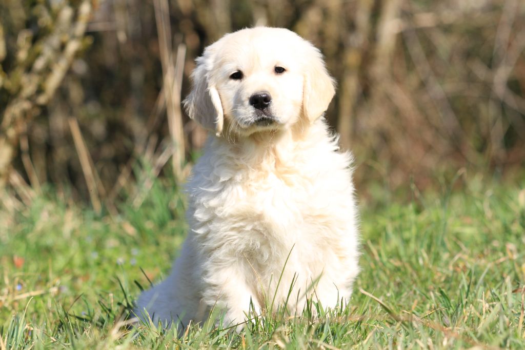 Chiot Golden Retriever - Mâle (collier jaune) De La Tombée De La Nuit
