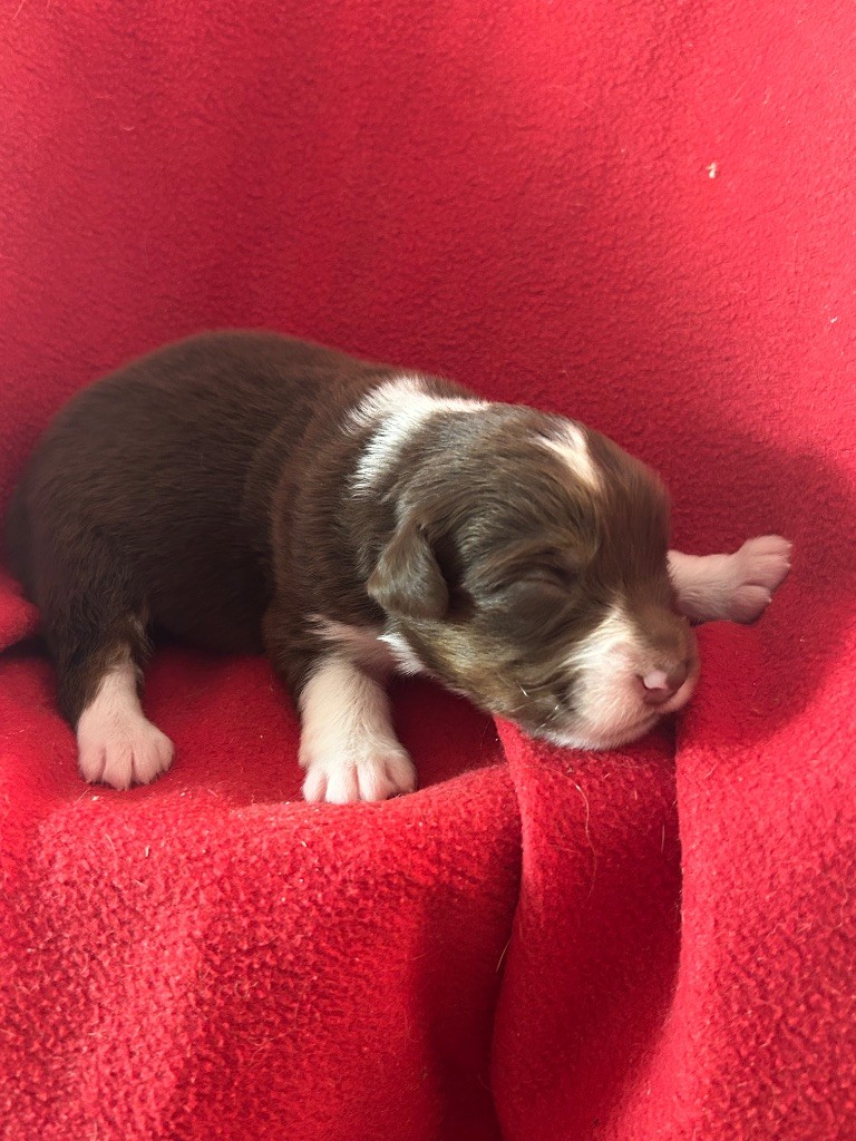 Chiot Berger Australien - CHIOT 5 du hameau de roxane