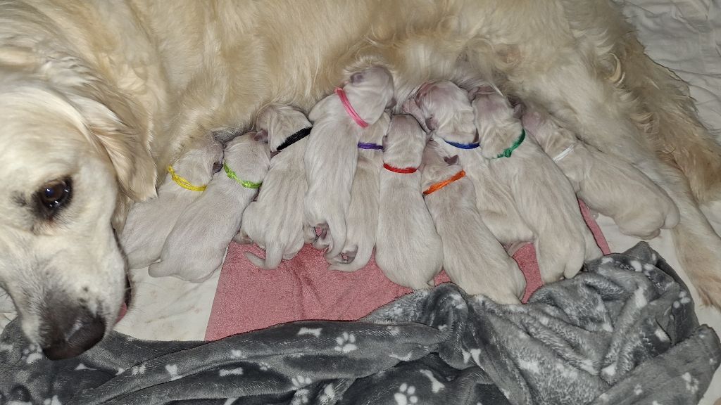 Chiot Golden Retriever - Collier Bleu, Vert, Rouge, Orange et Noir Du ...