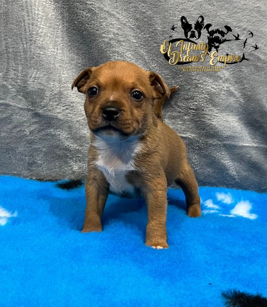 Chiot Staffordshire Bull Terrier - CHIOT 1 Of Infinity Dream’s Empire