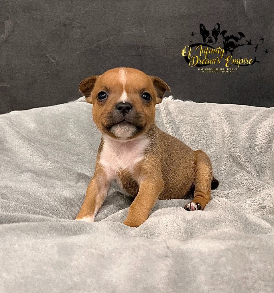 Chiot Staffordshire Bull Terrier - Femelle 2 Of Infinity Dream’s Empire