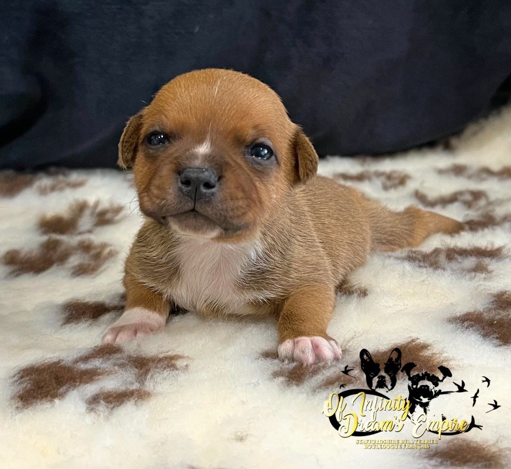 Chiot Staffordshire Bull Terrier - CHIOT 3 Of Infinity Dream’s Empire