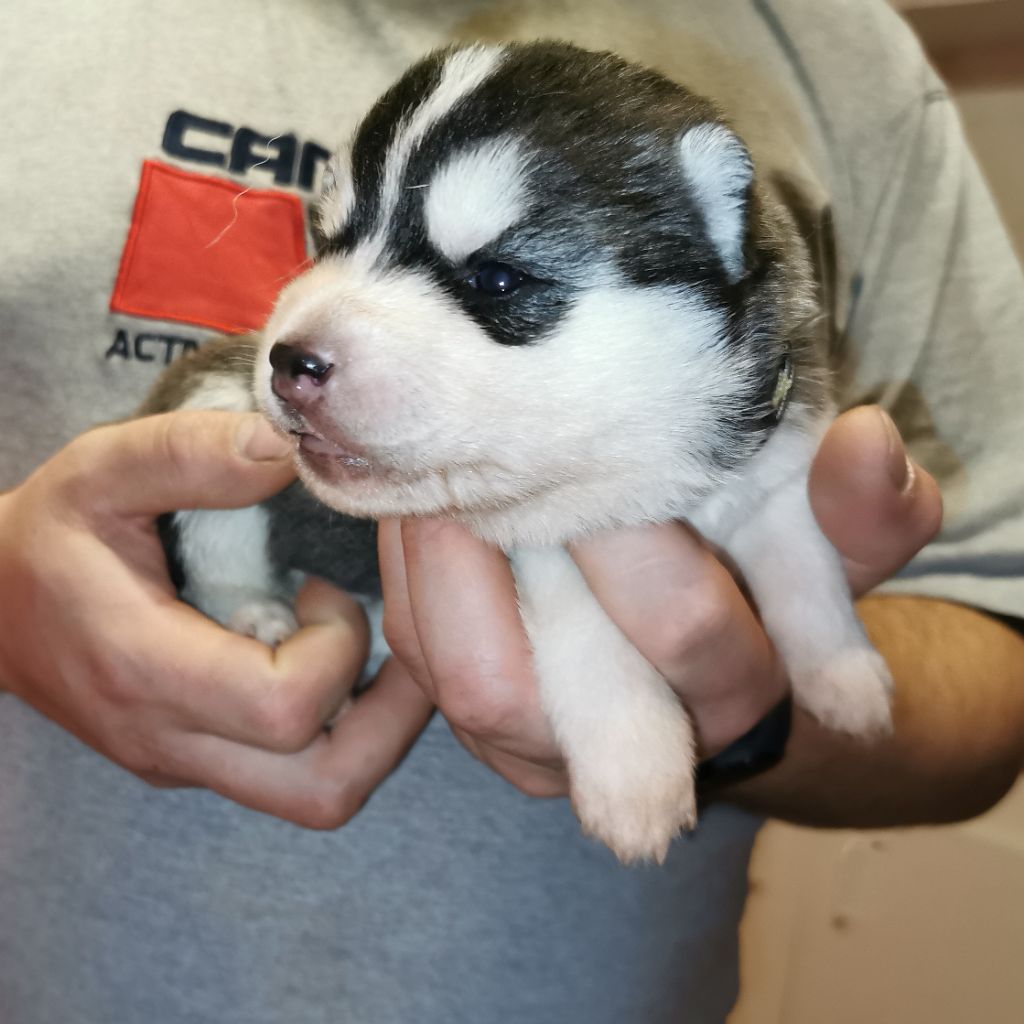 Chiot - Elevage De La Vallée Des Loges - eleveur de chiens Siberian Husky
