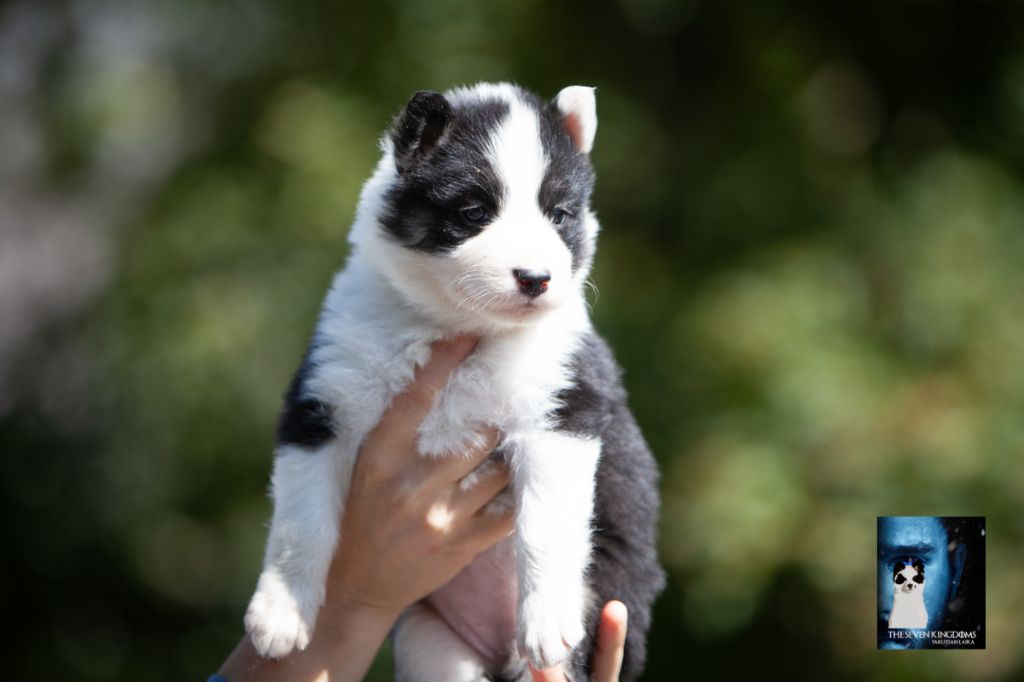 Chiot Laika de iakoutie - CHIOT Femelle collier violet Seven Kingdoms ...