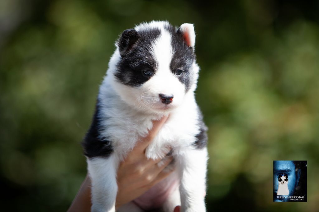 Chiot Laika de iakoutie - CHIOT Femelle collier violet Seven Kingdoms ...