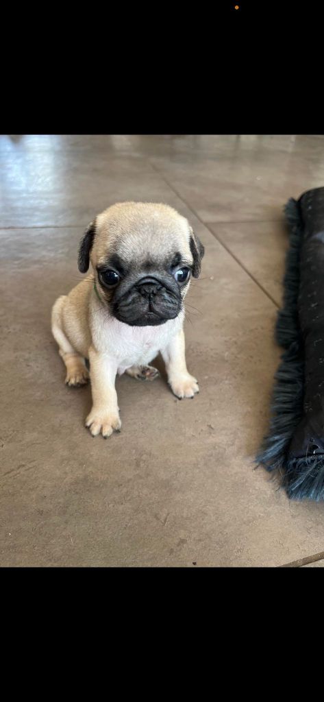 Chiots de la race Carlin disponibles sur chiots-de-france