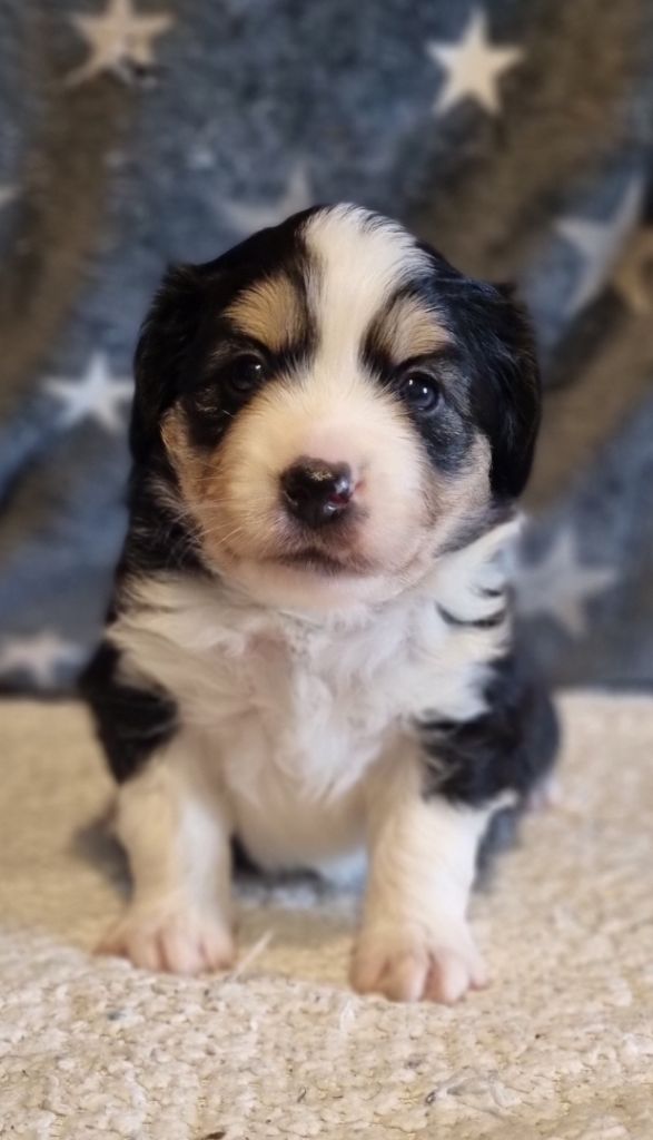 Chiot Berger Américain Miniature - F2 Des Griffes D'Artio