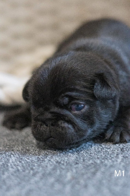 Chiots de race Carlin LOF à vendre en France