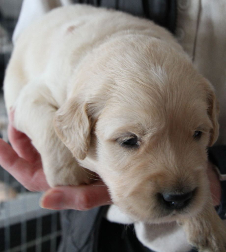 Chiot Golden Retriever - COLLIER MARRON FONCE Du Domaine D'Hofman