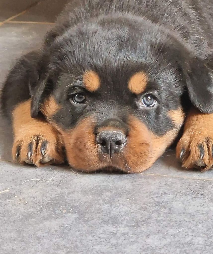 Chiot Rottweiler - CHIOT Of Holly's Kingdom