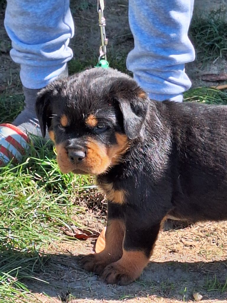 Chiot Rottweiler - CHIOT collier vert Of Holly's Kingdom