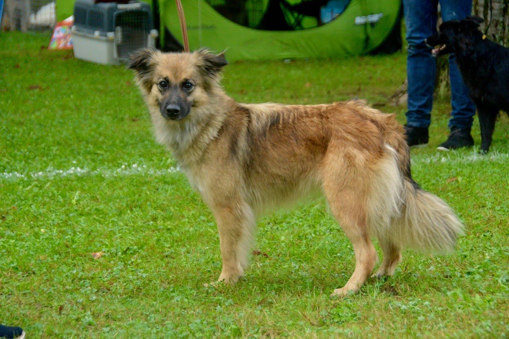 Chien Berger des Pyrenees à face rase O'délice de la Porte des Touim's
