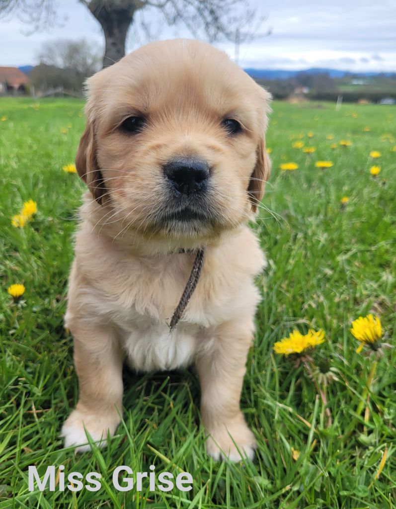 Chiot Golden Retriever - CHIOT Du Brionnais Doré