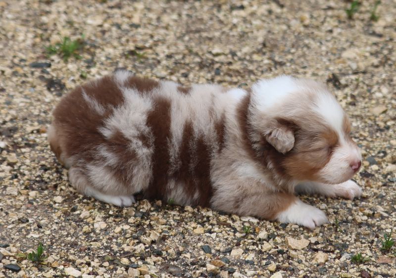 Chiot Berger Australien - Femelle Rouge Merle du Chemin de la Lune aux ...