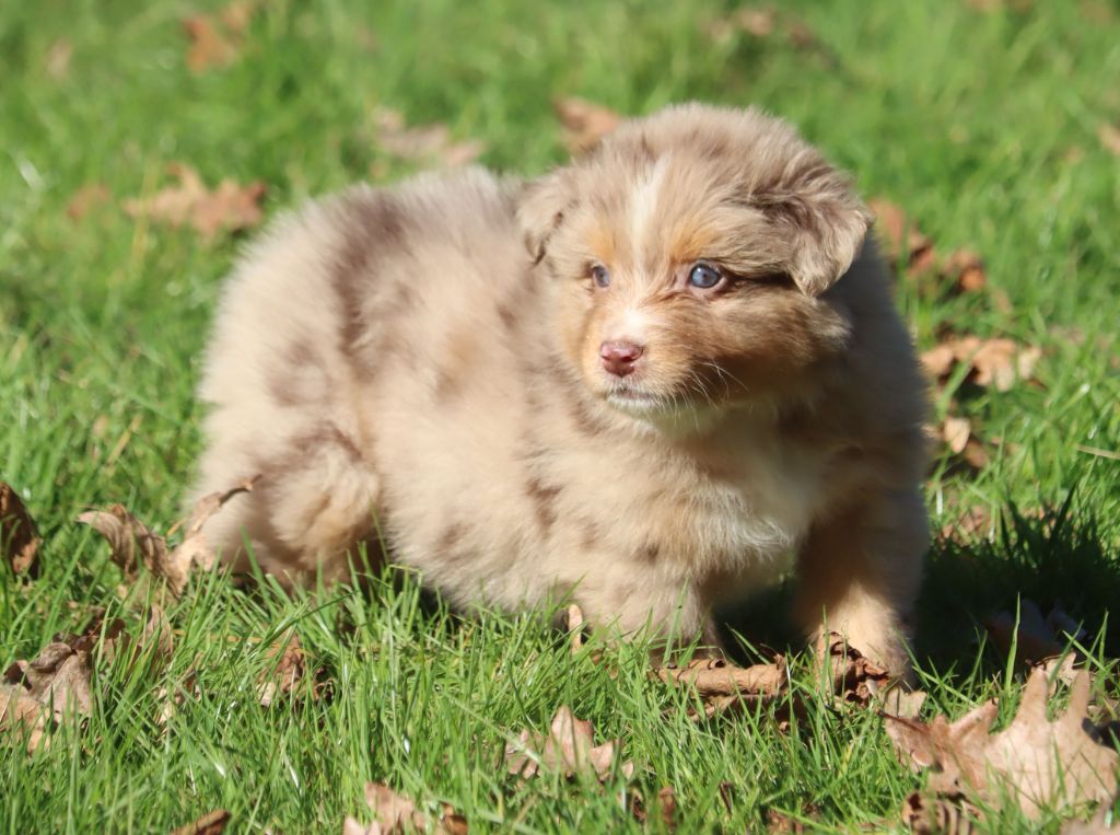 Chiot Berger Australien - Male Rouge Merle 2 du Chemin de la Lune aux Reves