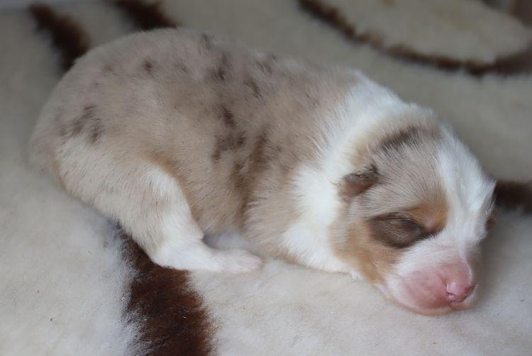 Chiot Berger Australien - Male Rouge Merle du Chemin de la Lune aux Reves