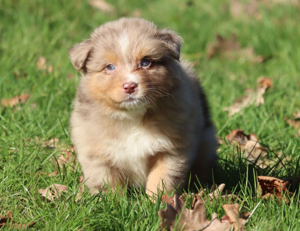 Chiot Berger Australien - Male Rouge Merle 2 du Chemin de la Lune aux Reves