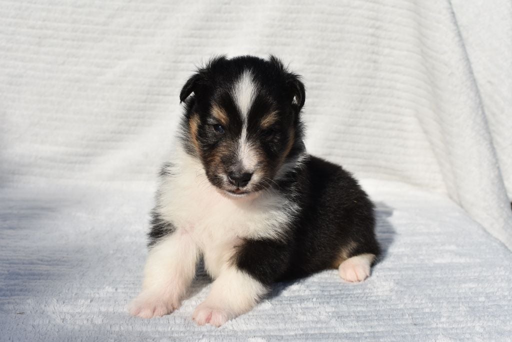 Chiot Shetland Sheepdog - CHIOT de l'elixir d'amour