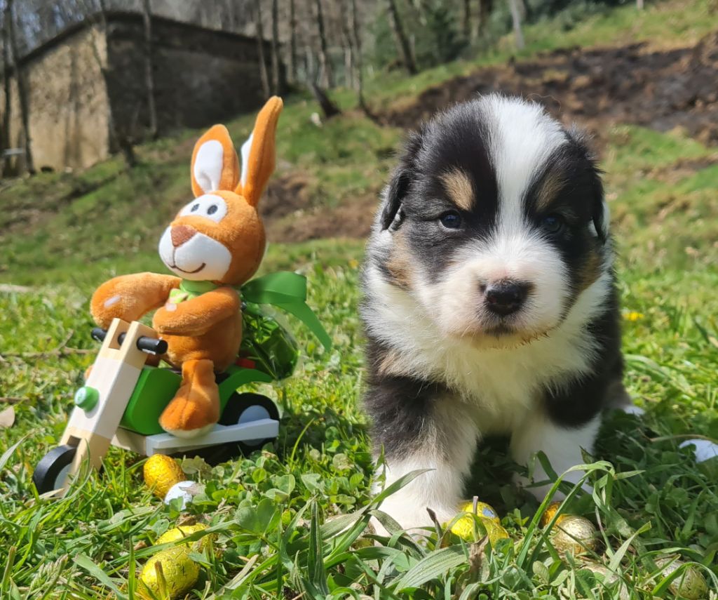 Chiot Berger Australien - Mâle noir tricolore queue longue De Peyraube