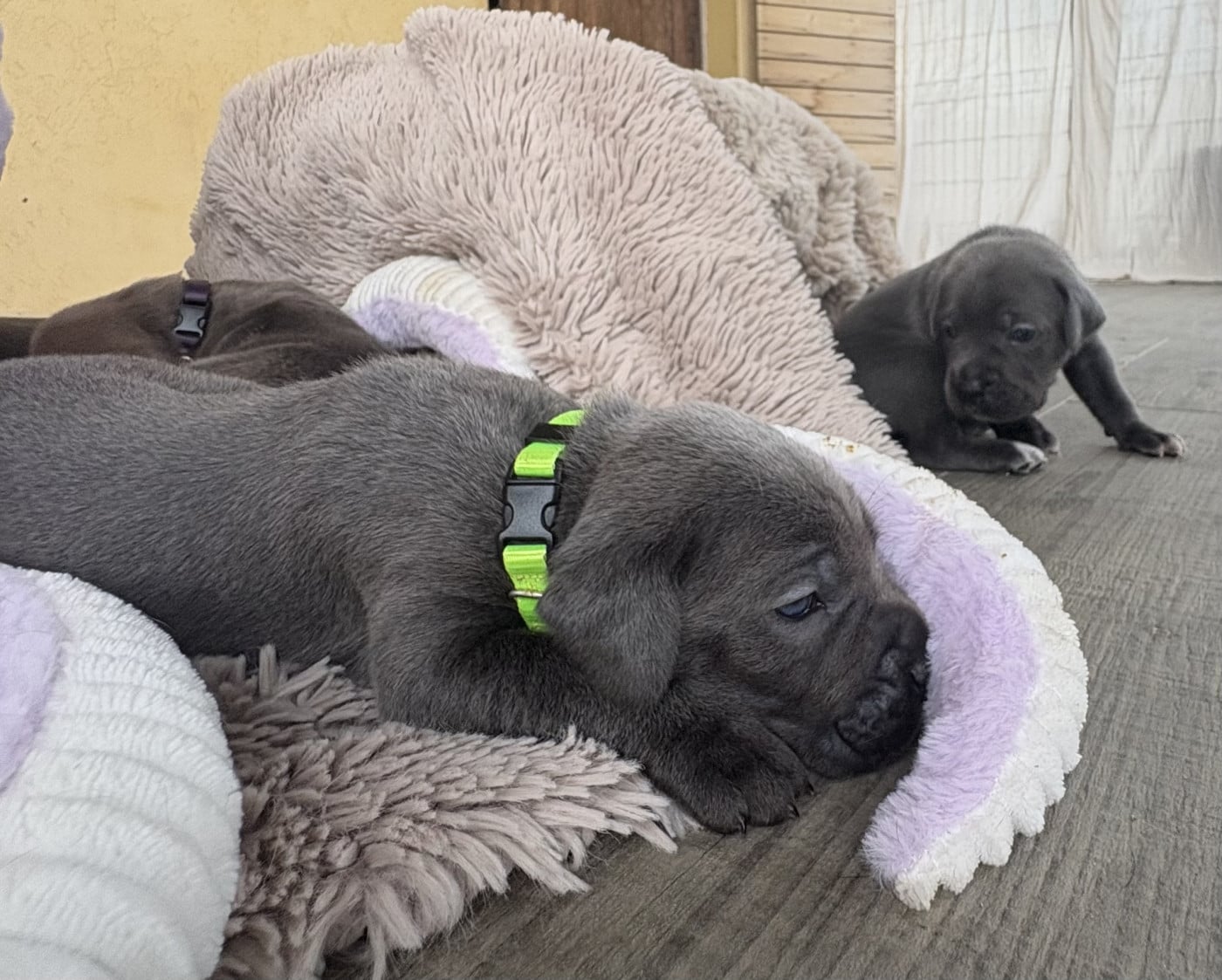 Chiots de la race Cane Corso disponibles sur chiots-de-france