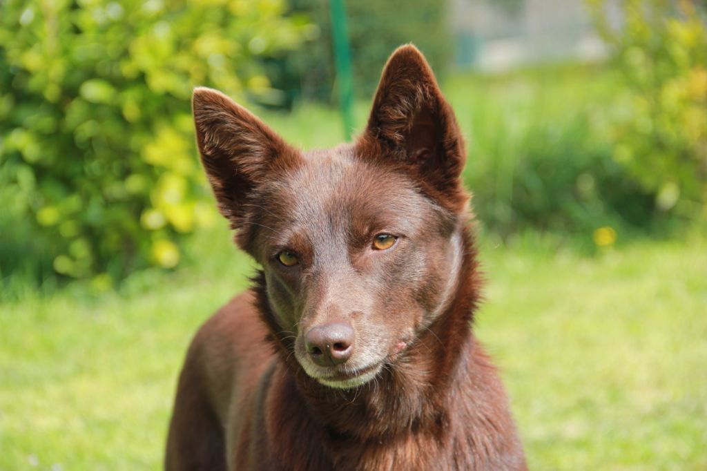 Accueil - Elevage Mytookandco - eleveur de chiens Australian Kelpie