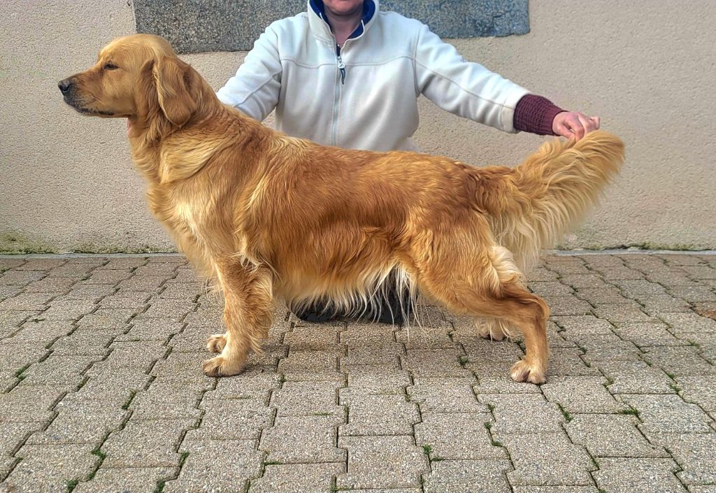 Chiot Golden Retriever - CHIOT Du Domaine Du Petit Perchis