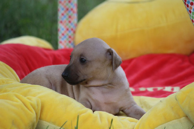 Chiots de race Petit Levrier Italien LOF à vendre en France
