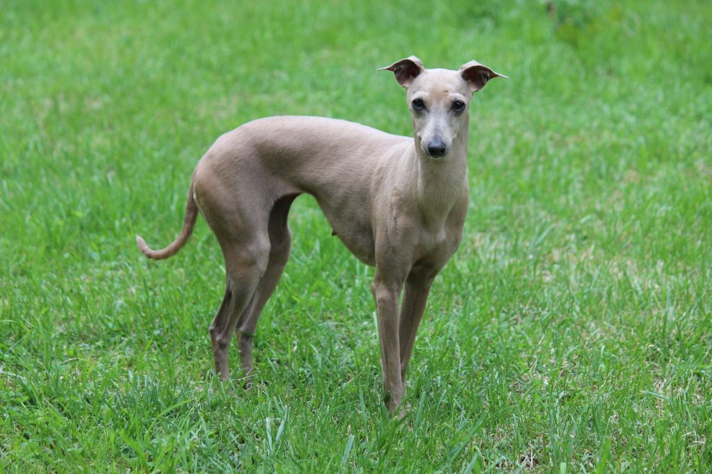 Accueil - Elevage Du Haut Chignaguet - eleveur de chiens Petit Levrier ...