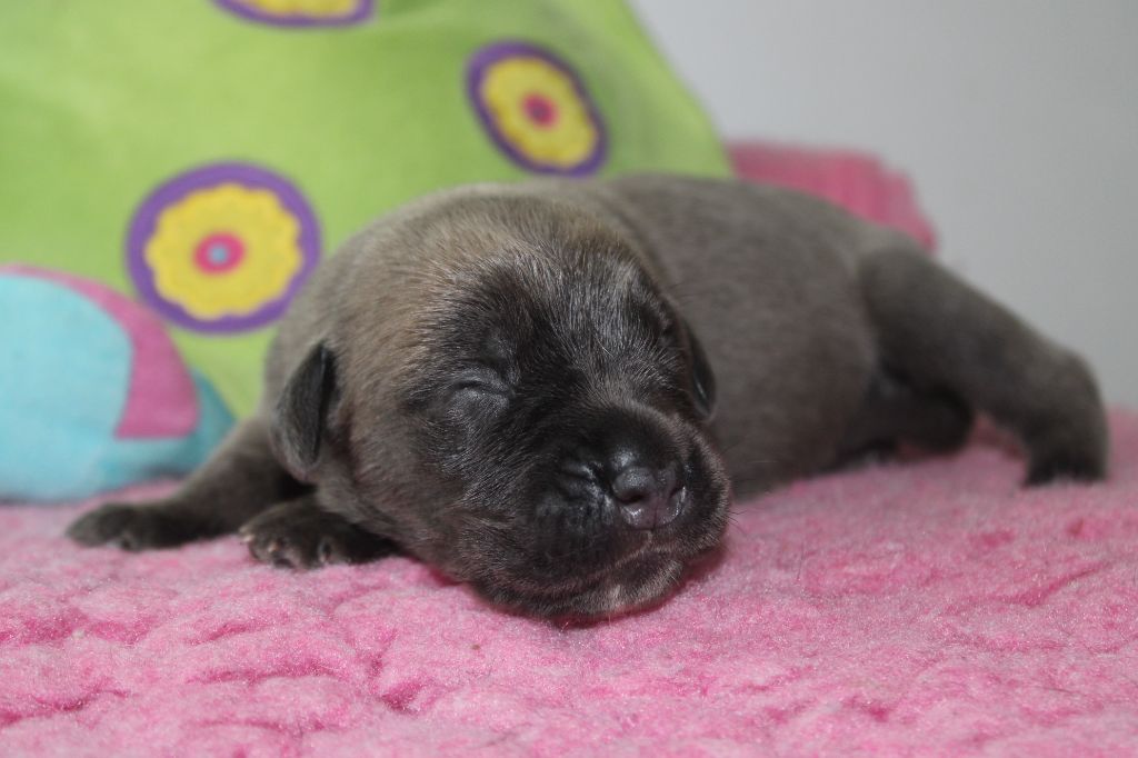 Chiot Cane Corso - Femelle 2 - Sans Collier du Domaine Des Terres Noires