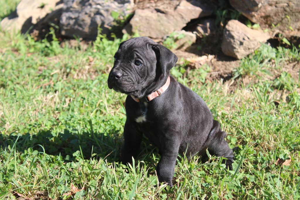 Chiot Cane Corso - Femelle 1 - Collier rose du Domaine Des Terres Noires