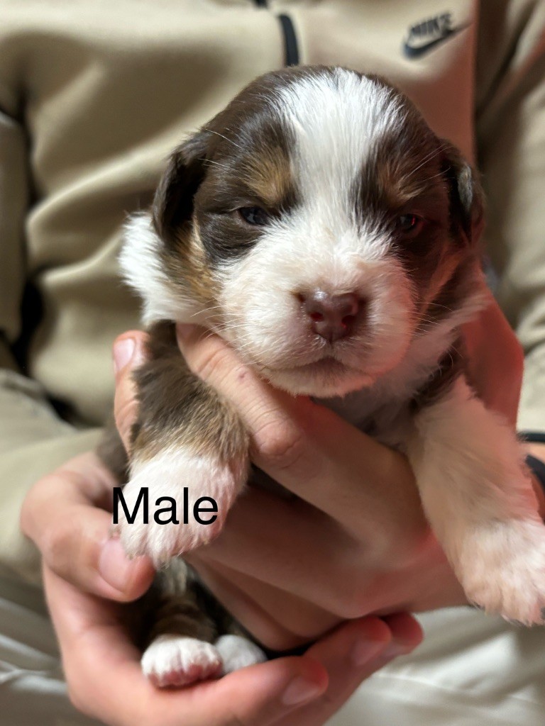 Chiot Berger Australien - male rouge tricolore queue longue De L ...