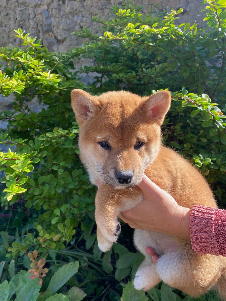 Chiot Shiba - Femelle - collier rose Des Terres De Légendes