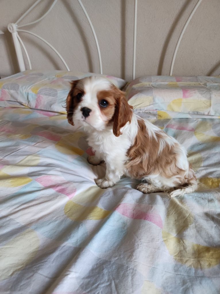 Chiot Cavalier King Charles Spaniel - Ukky Du Domaine Des Devets