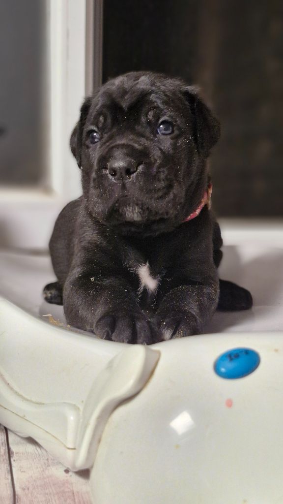 Chiot Cane Corso - Collier rose Des Terres De La Meouge
