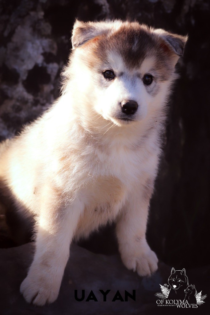 Chiot Siberian Husky - Uayan Of Kolyma Wolves