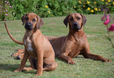 Les éleveurs de race Rhodesian Ridgeback en France