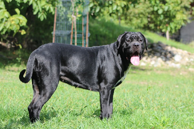 Chiens de France - Achat et vente de chiots de race issus d'élevages